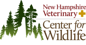 Saving Injured New Hampshire Wildlife - NH Veterinary Center for Wildlife